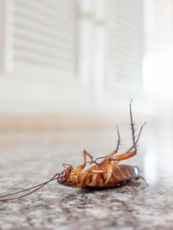 What Attracts Cockroaches to Your Home (and How to Keep Them Out)